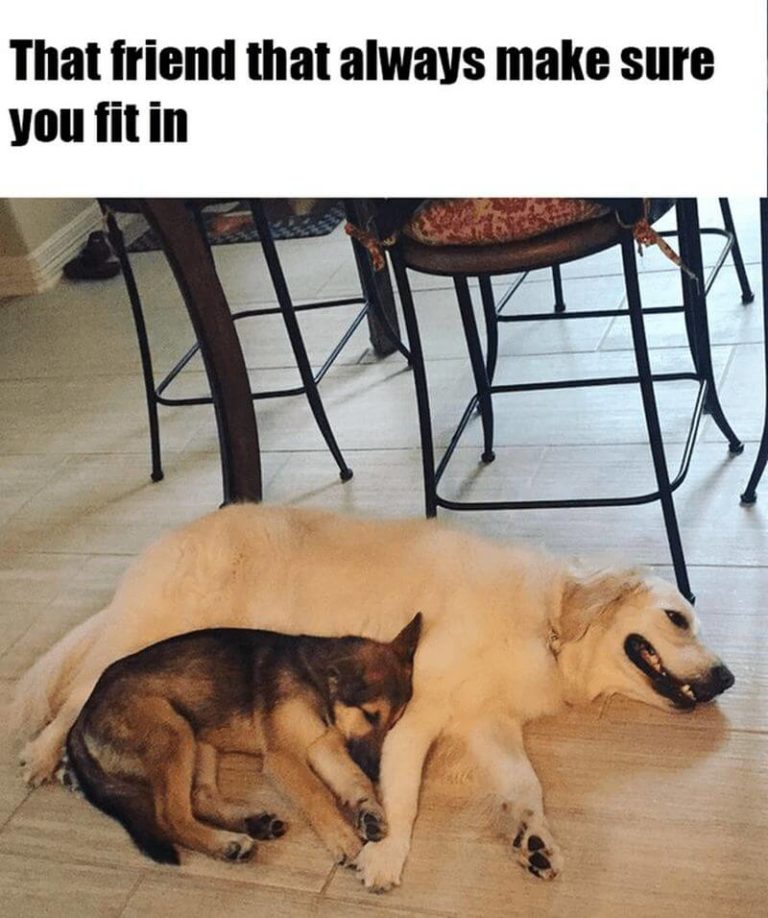 65 Happy Memes to Brighten Your Day in 2026 - Happier Human