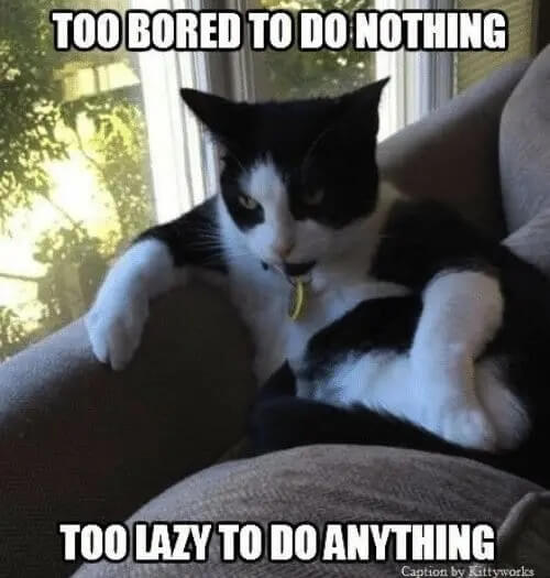 Bored Cat Meme